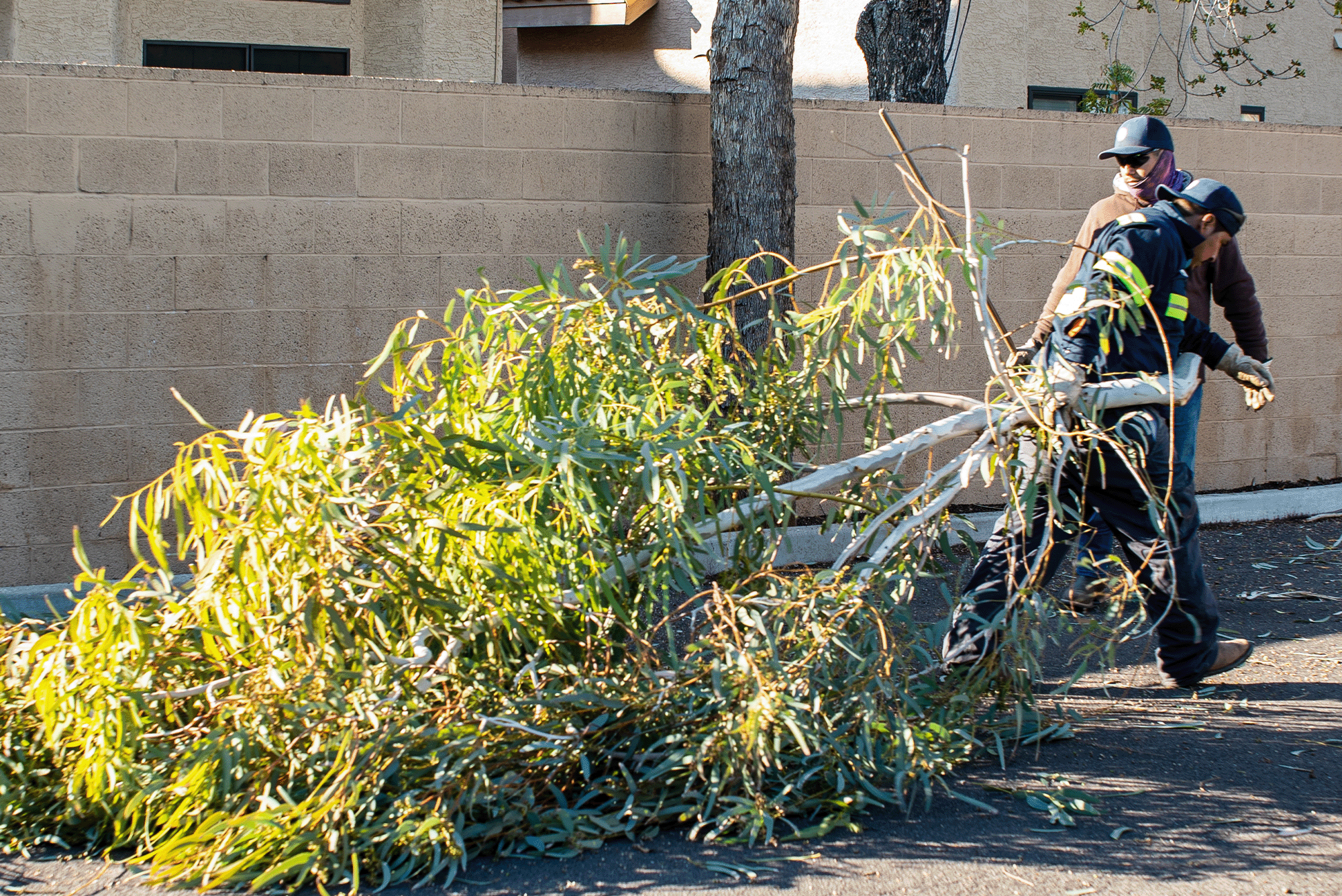 Tree Crew Groundsman – DBL AZ