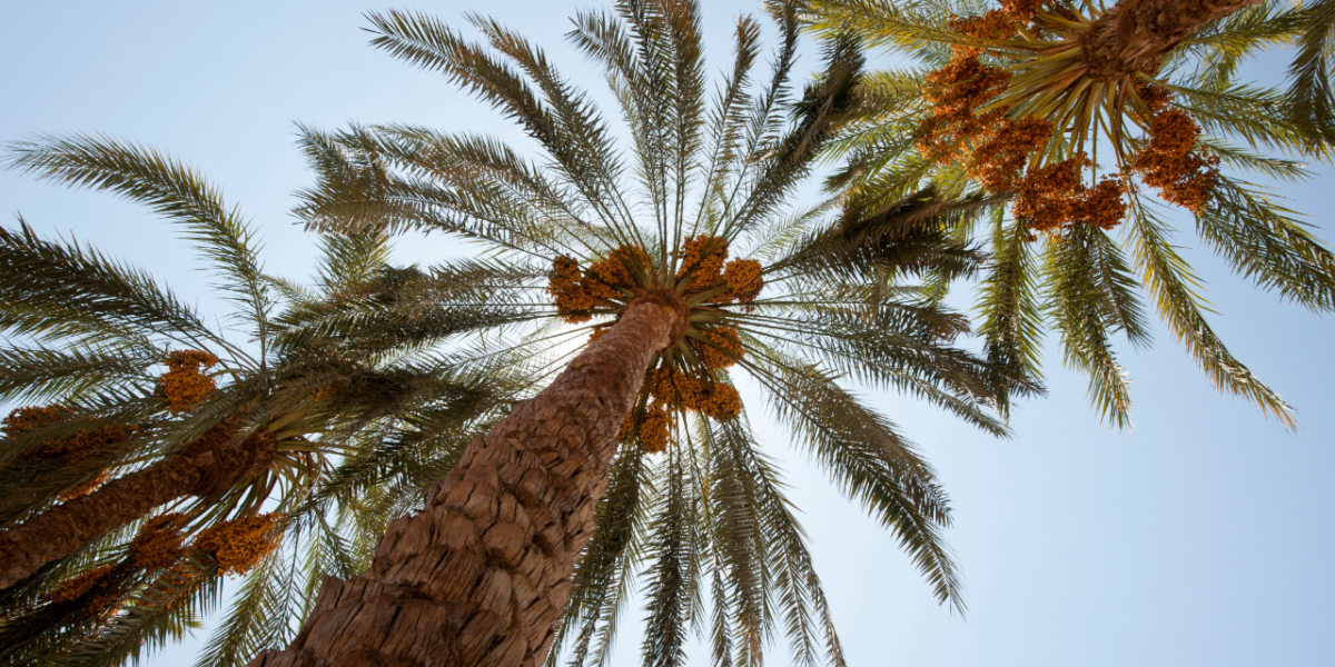 Understanding the Majesty of Date and Fan Palms: Your Guide to Optimal ...